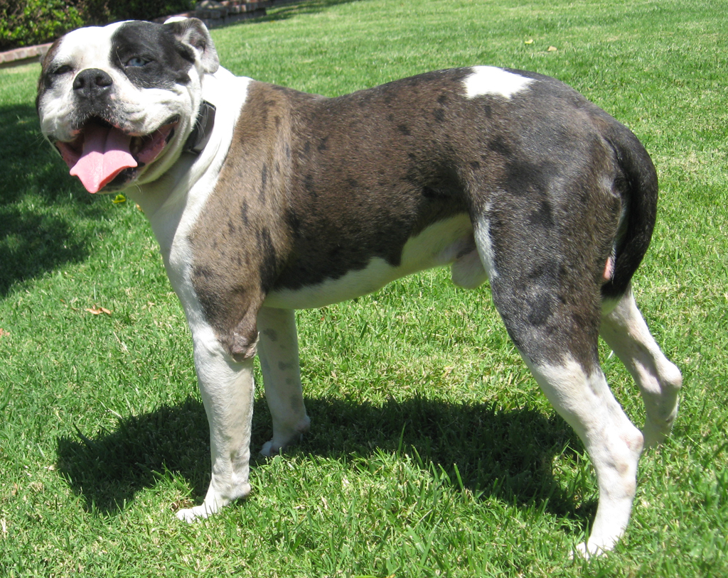Alapaha Blue Blood Bulldog is being bossy - Pet Paw