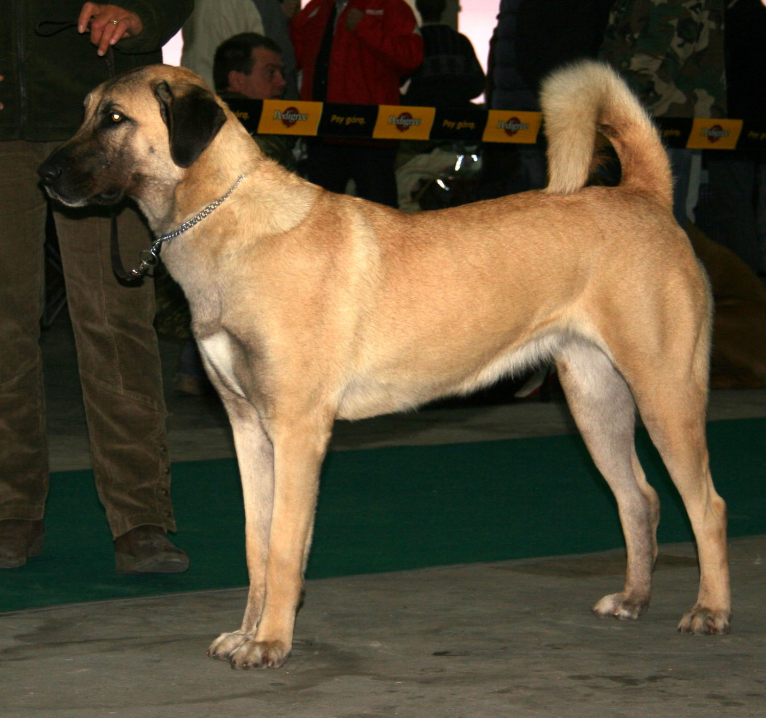 Anatolian Shepherd is ready to for a race - Pet Paw