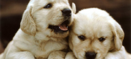 Armant is being sweet with each other - Pet Paw