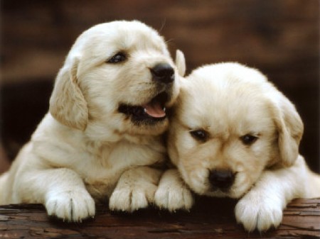 Armant is being sweet with each other - Pet Paw