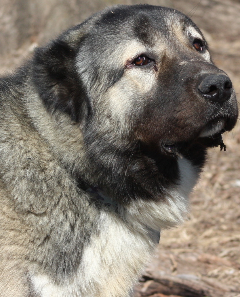 Armenian Gampr dog is loving the outdoor - Pet Paw