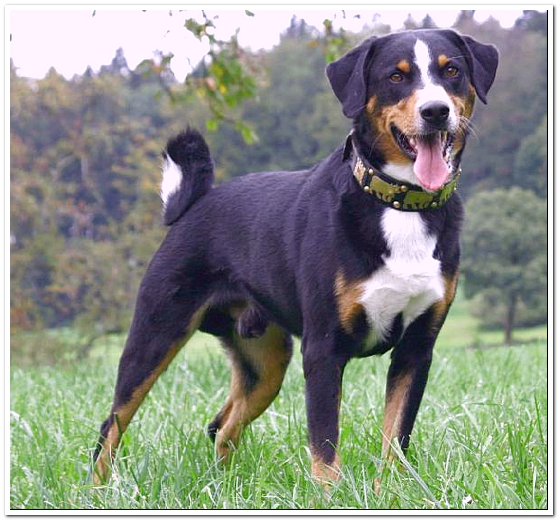 Appenzeller Sennenhund is fun of running - Pet Paw