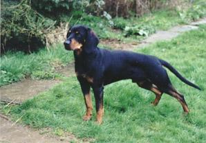 Austrian Black and Tan Hound - Pet Paw