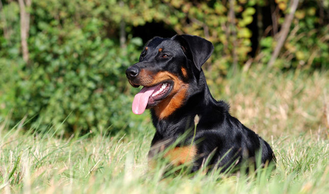 Beauceron is enjoying the sun - Pet Paw