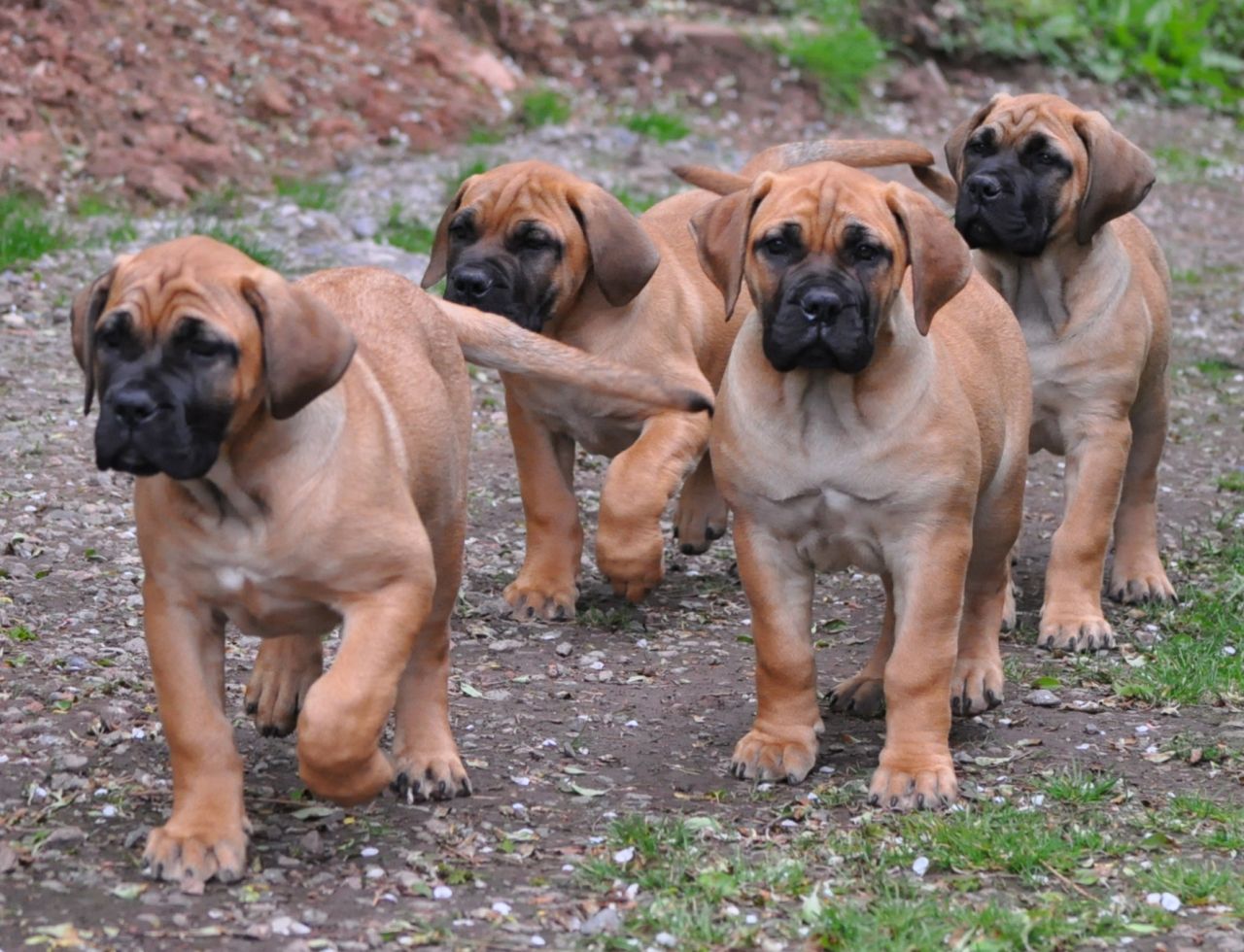Boerboel running uphill - Pet Paw