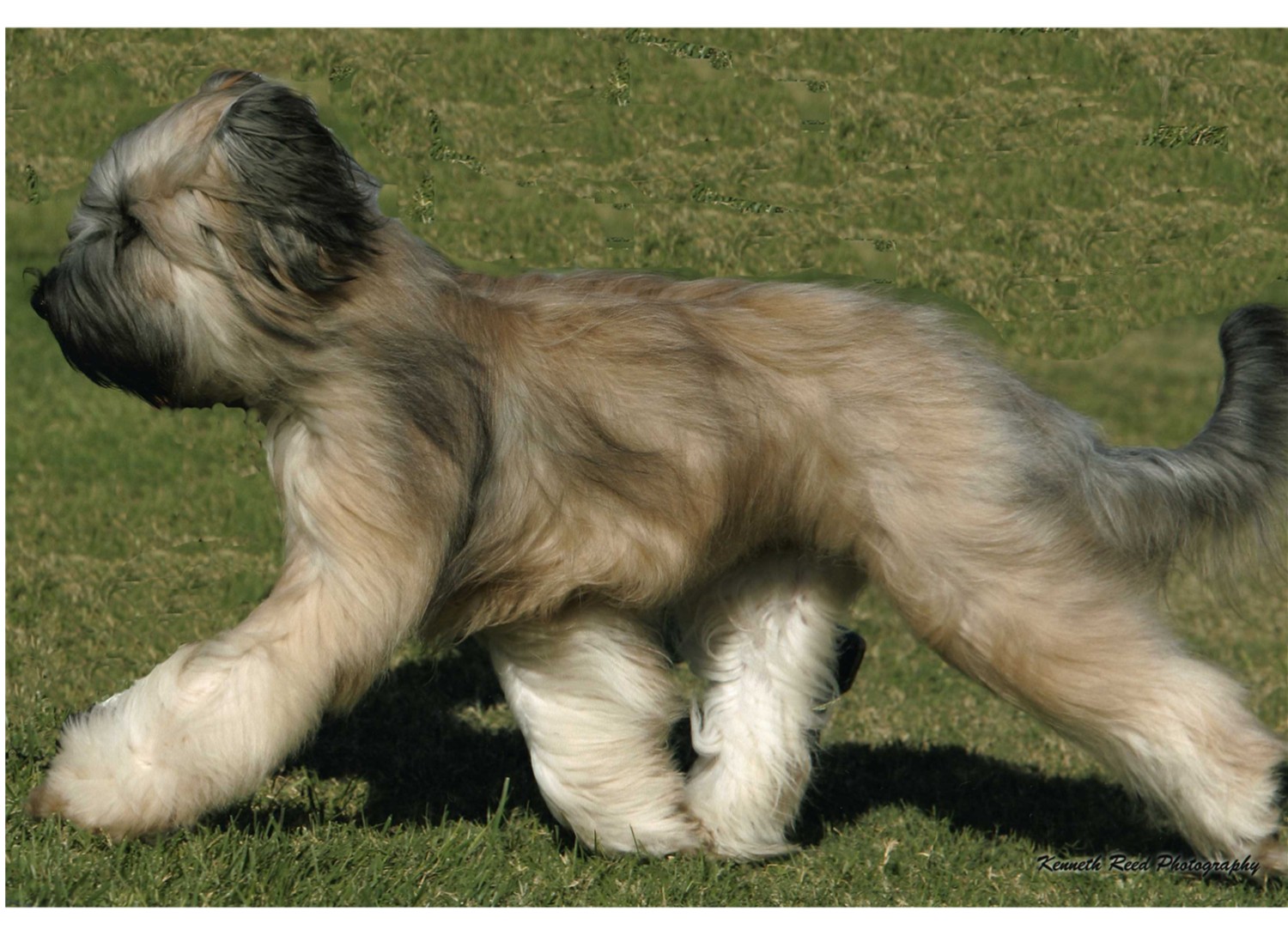 Briard is running so fast - Pet Paw