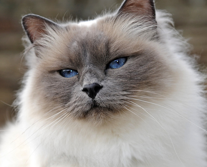 Birman - Information, Health, Pictures & Training Pet Paw