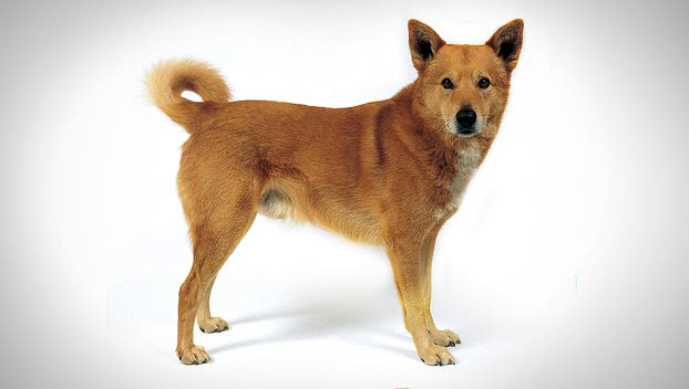 Canaan Dog is having a photoshoot - Pet Paw