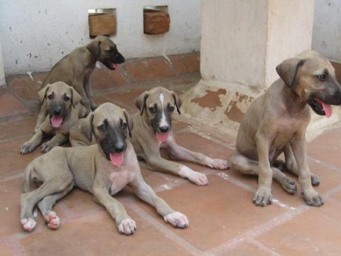 Chippiparai is just relaxing - Pet Paw