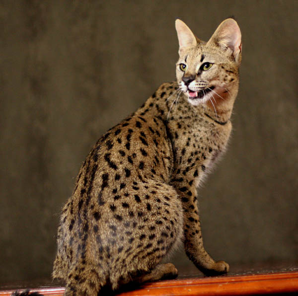 Savannah Cat - Pet Paw