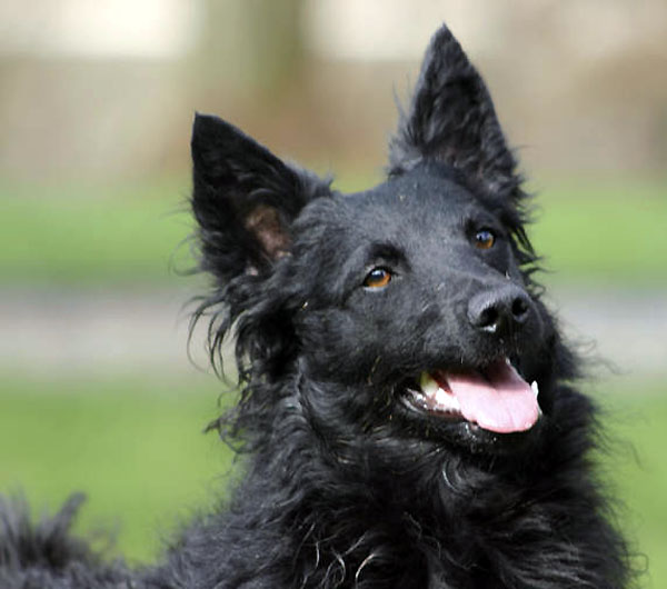 Croatian Sheepdog is ready to run fast - Pet Paw