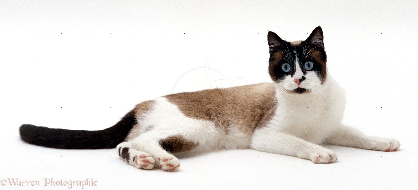 Seal-point Snowshoe female cat Eyebright - Pet Paw