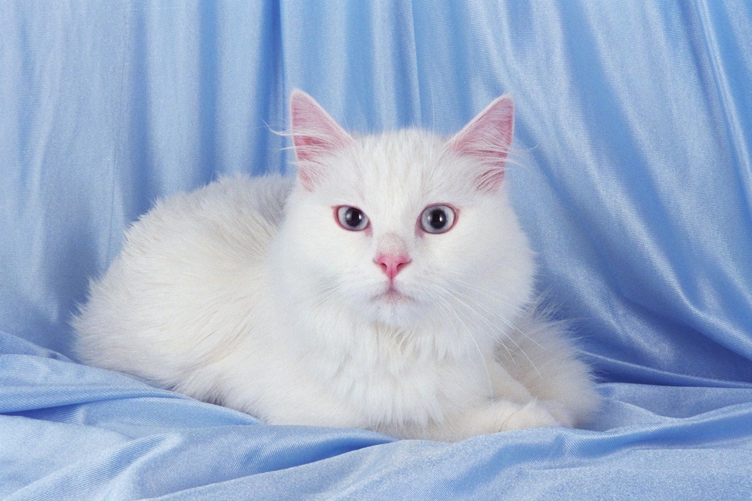 Turkish Angora lying - Pet Paw