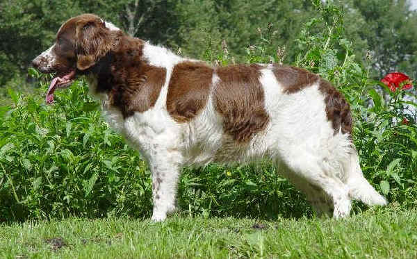 Drentse Patrijshond enjoying the scenery - Pet Paw