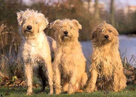 Dutch Smoushond iss lining up - Pet Paw