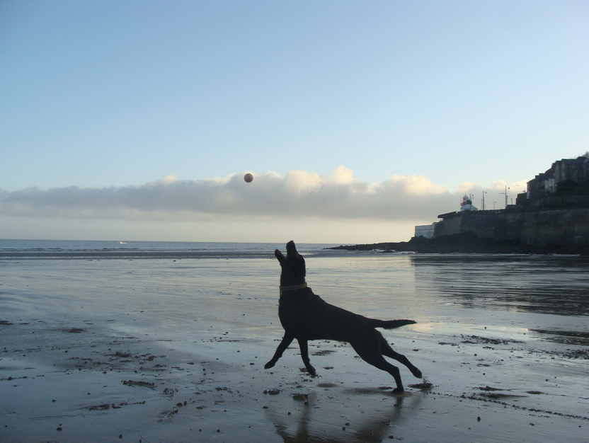 Dog Catching Ball on Beach - Pet Paw