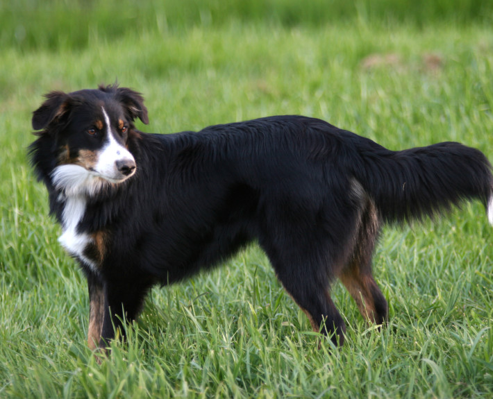 English Shepherd Breed Guide - Learn about the English Shepherd.