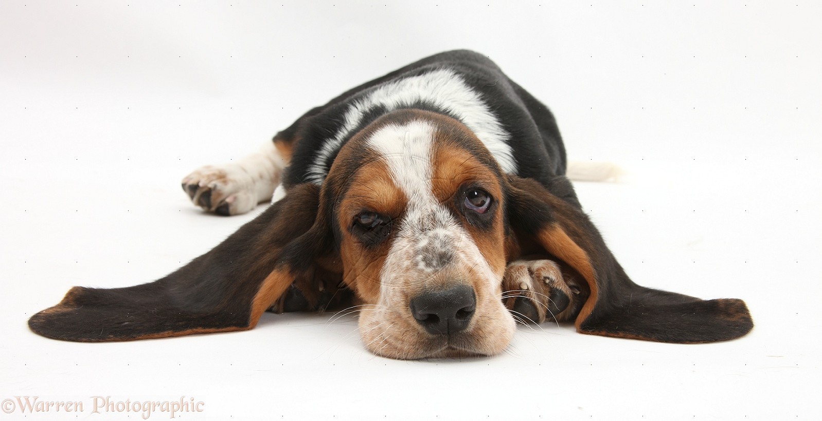 Basset Hound pup, Betty, 9 weeks old, with chin on floor and ears out ...
