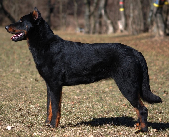Beauceron Breed Guide - Learn about the Beauceron.