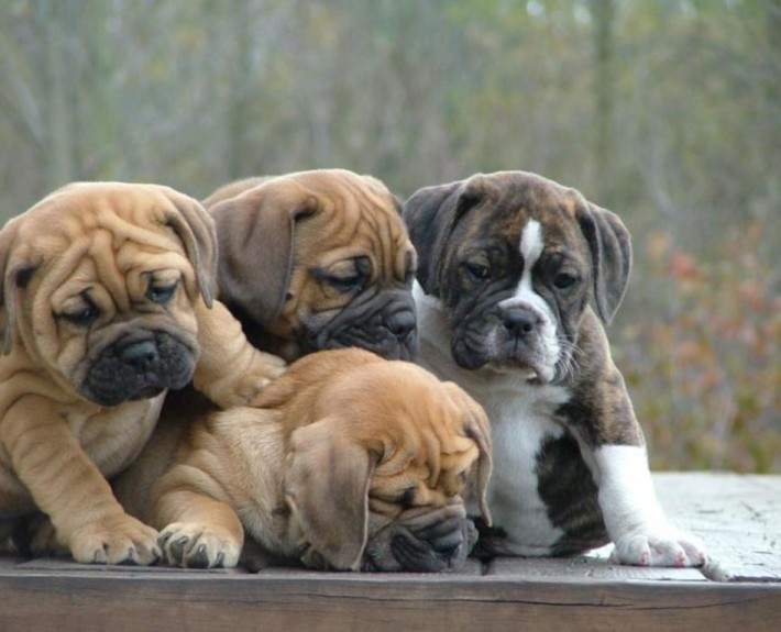 Bulldog Breed Guide - Learn about the Bulldog.