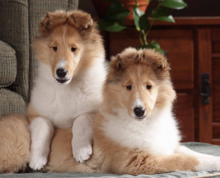 Collie (ROUGH) Breed Guide - Learn about the Collie (ROUGH).