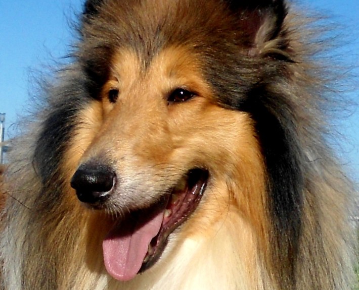 Collie (ROUGH) Breed Guide - Learn about the Collie (ROUGH).