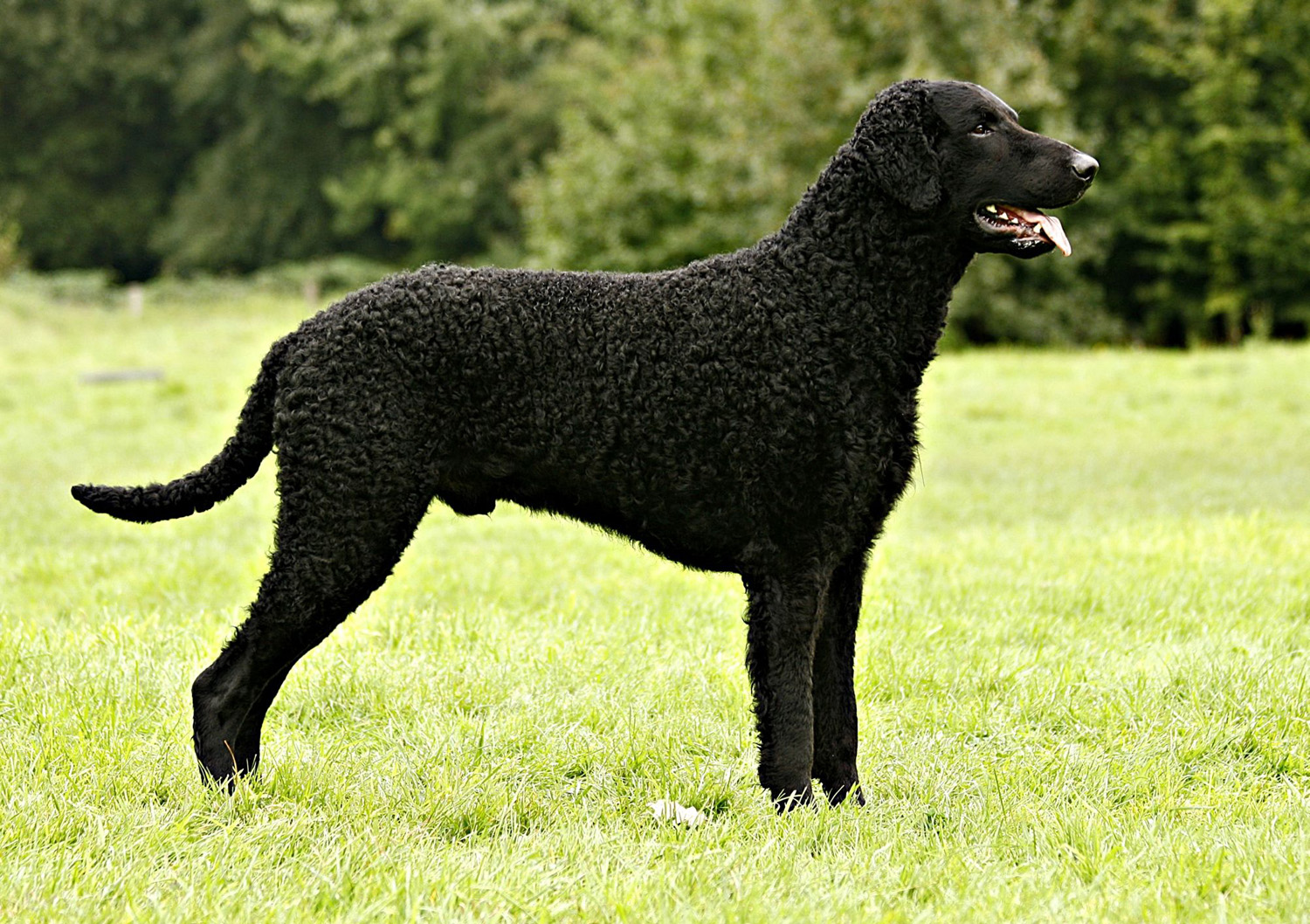 Curly Coated Retriever Breed Guide Learn About The Curly Coated Curly Coated Retriever Breed Guide Learn About The Curly Coated