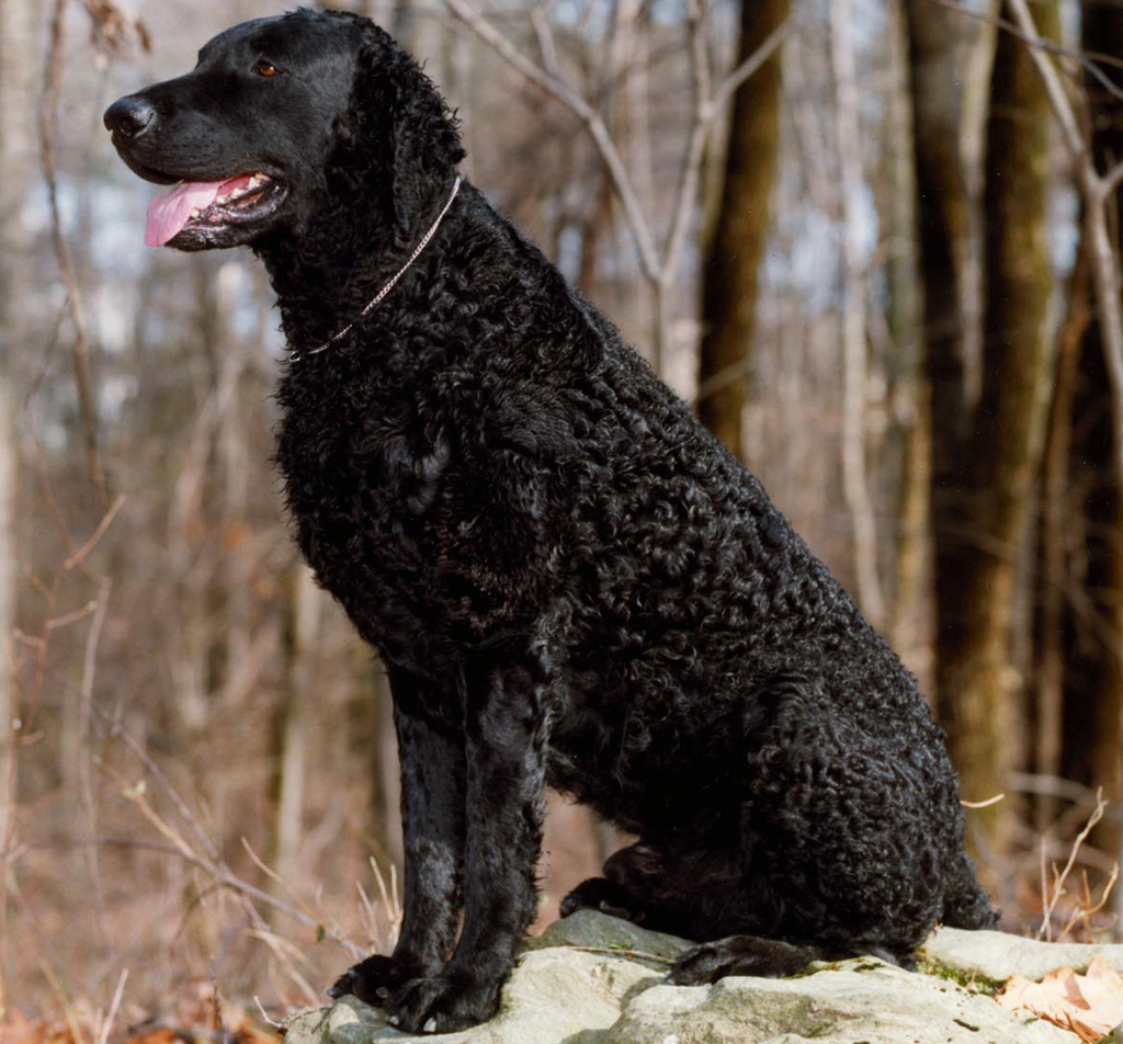 Curly Coated Retriever Breed Guide Learn About The Curly Coated Curly Coated Retriever Breed Guide Learn About The Curly Coated