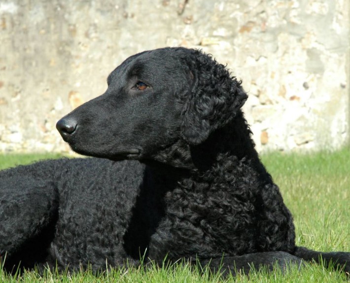 Curly-Coated Retriever Breed Guide - Learn about the Curly-Coated ...