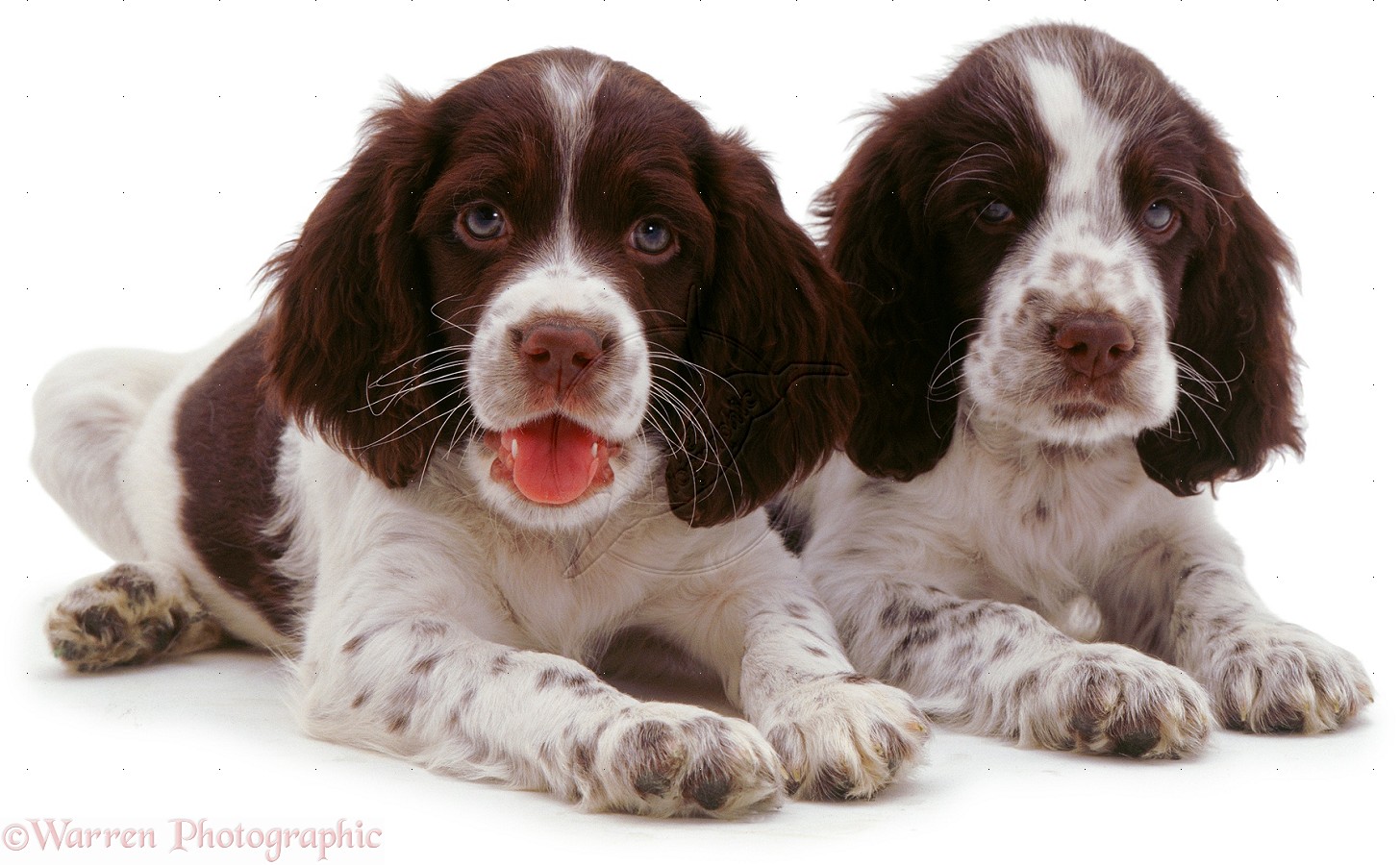 English Springer Spaniel pups - Pet Paw
