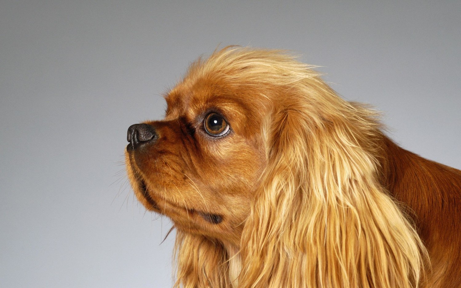 English Toy Spaniel 1 - Pet Paw