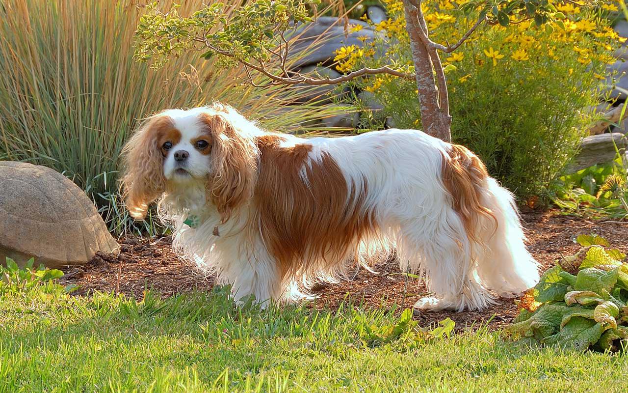 English Toy Spaniel 3 - Pet Paw