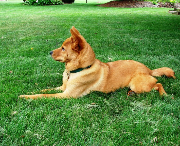 Finnish Spitz Breed Guide - Learn about the Finnish Spitz.