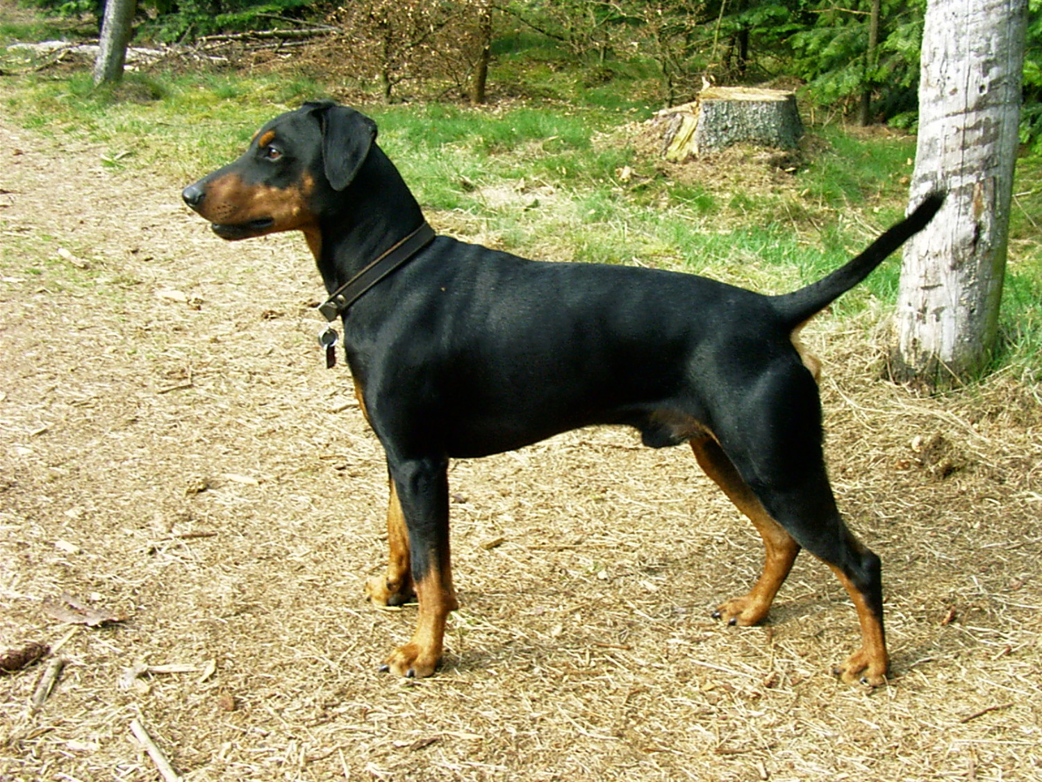 German Pinscher 1 - Pet Paw