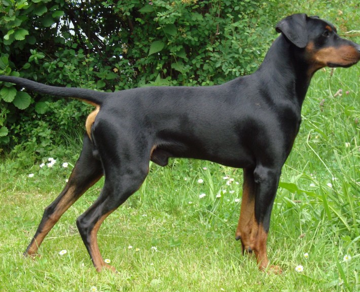 German Pinscher Breed Guide - Learn about the German Pinscher.