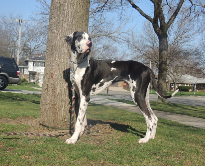 Great Dane Breed Guide - Learn about the Great Dane.