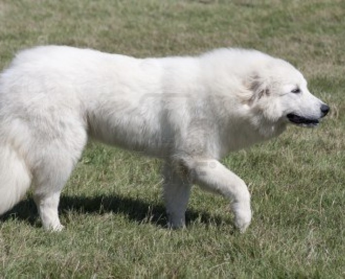 Great Pyrenees Breed Guide - Learn about the Great Pyrenees.
