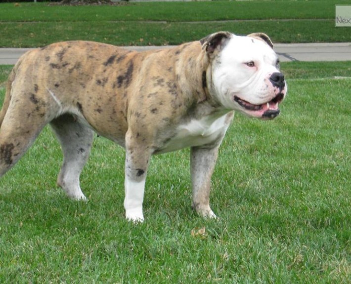 Alapaha Blue Blood Bulldog Breed Guide - Learn about the Alapaha Blue ...