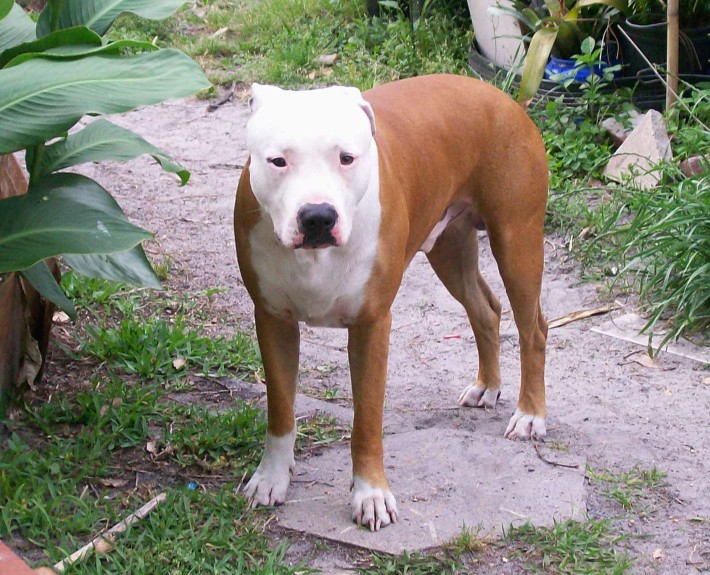 American Pitbull Terrier Breed Guide - Learn about the American Pitbull ...