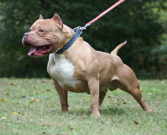 American Pitbull Terrier Breed Guide - Learn about the American Pitbull ...