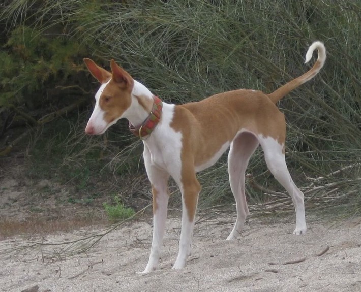 Ibizan Hound Breed Guide - Learn about the Ibizan Hound.