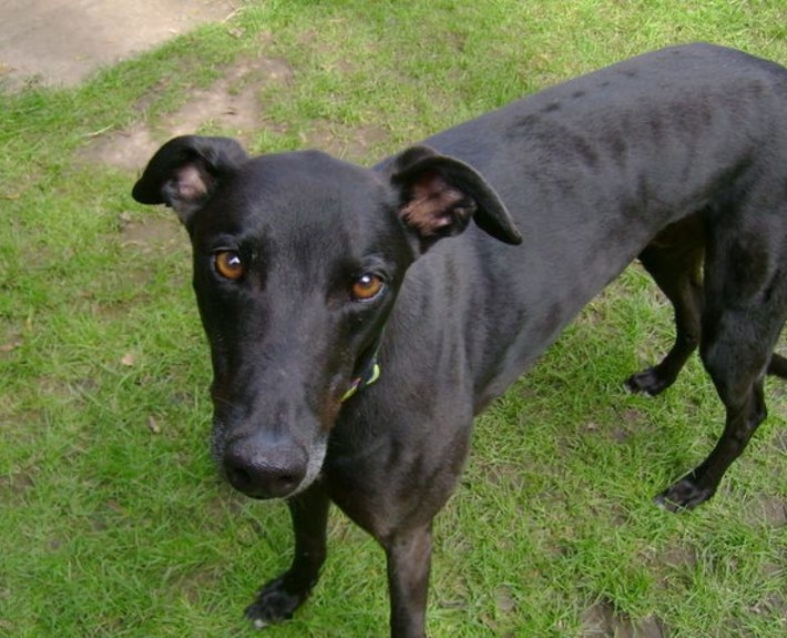 Italian Greyhound Breed Guide - Learn about the Italian Greyhound.