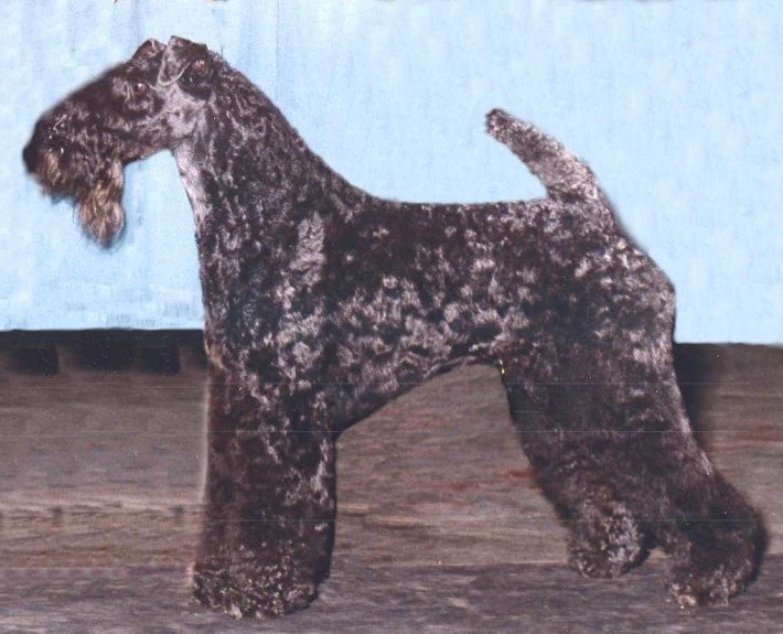 Kerry Blue Terrier Breed Guide - Learn about the Kerry Blue Terrier.