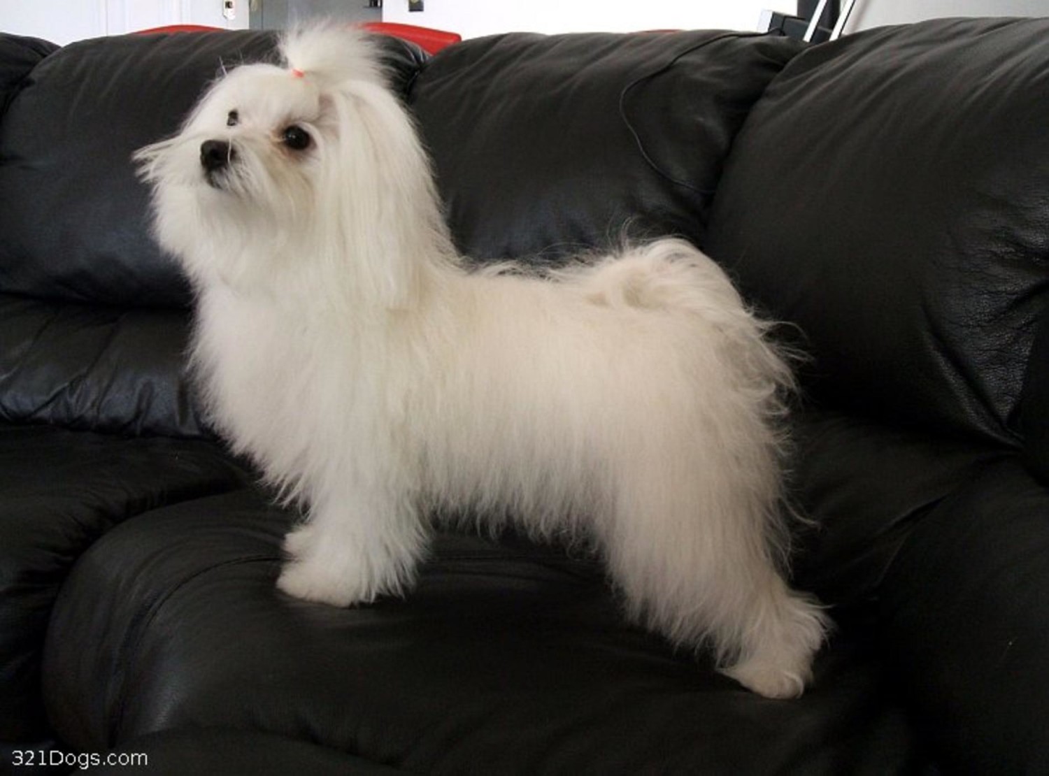Maltese 3 - Pet Paw