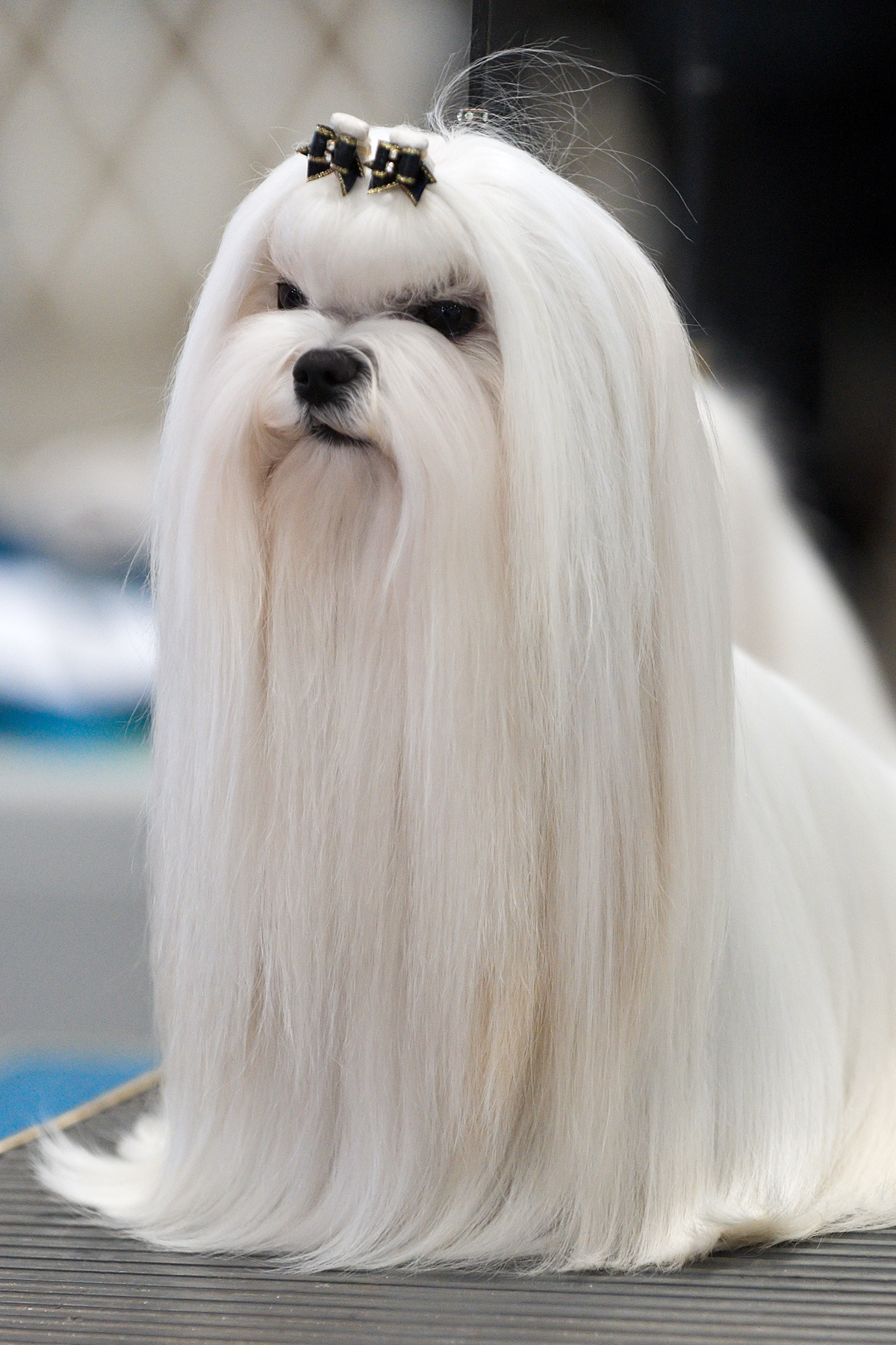Maltese 5 - Pet Paw