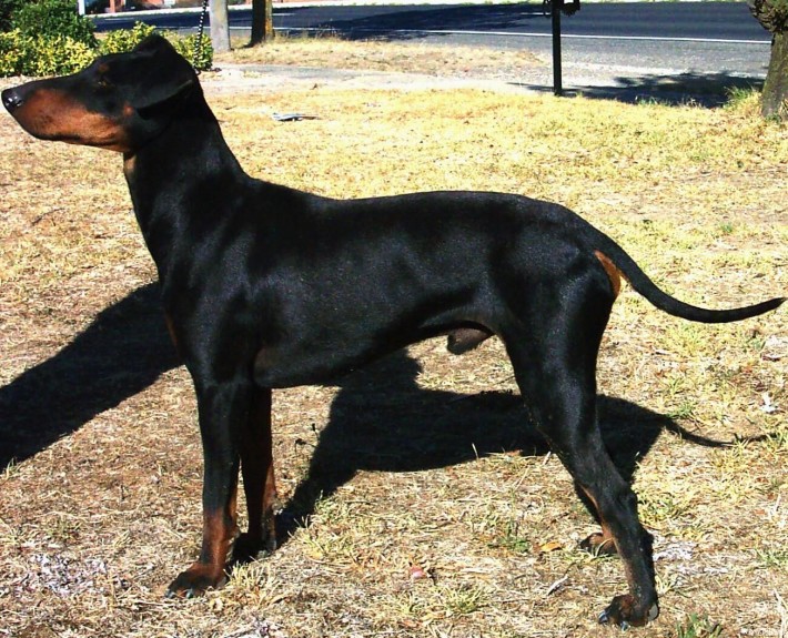 Manchester Terrier (Standard) Breed Guide - Learn about the Manchester ...