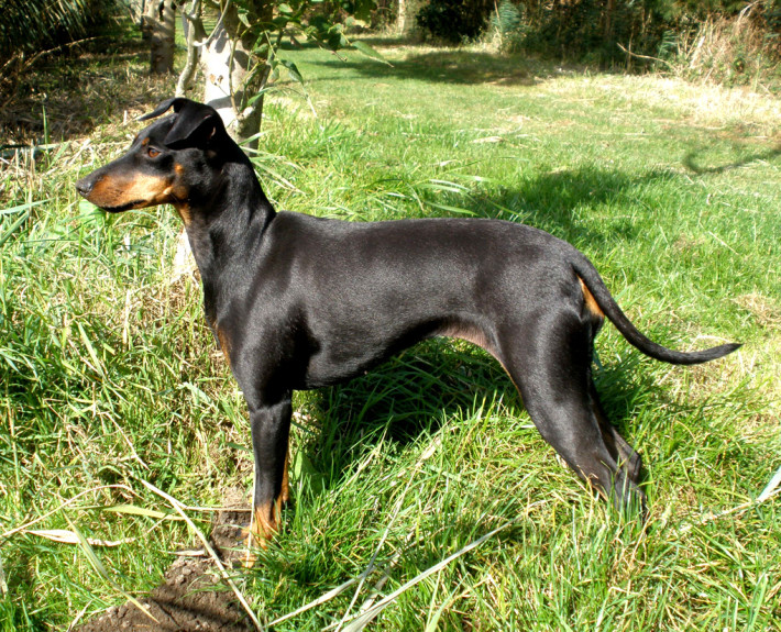 Manchester Terrier (Standard) Breed Guide - Learn about the Manchester ...