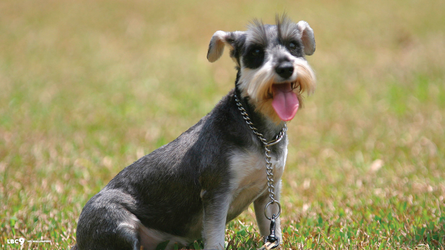 Miniature Schnauzer 4 - Pet Paw