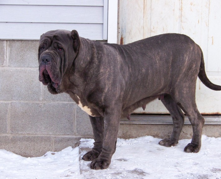 Neapolitan Mastiff Breed Guide - Learn about the Neapolitan Mastiff.