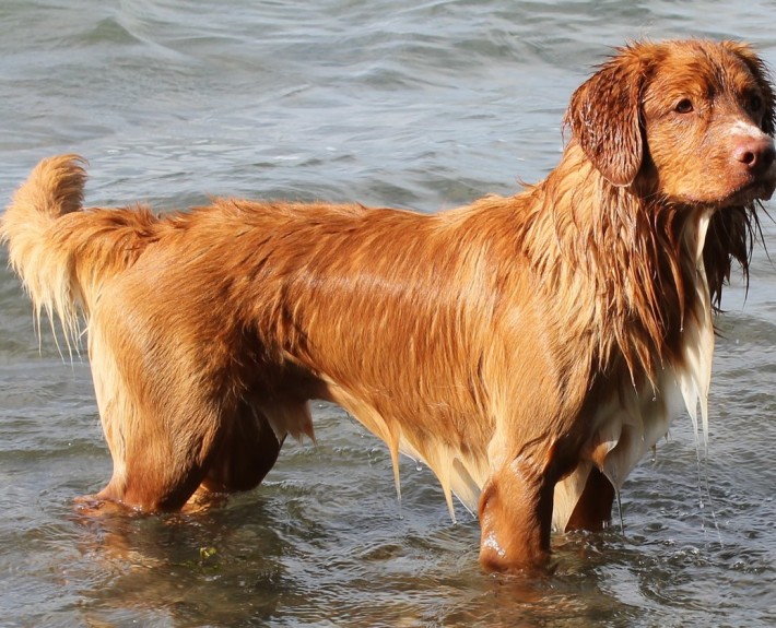 Nova Scotia Duck Tolling Retriever Breed Guide - Learn about the Nova ...